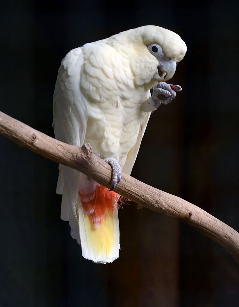 Филиппинский какаду (Cacatua haematuropygia, Kakatoe haematuropygia ...