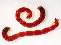 Мотыль | Кормление рыб | PTICHKA.NET - Домашние питомцы