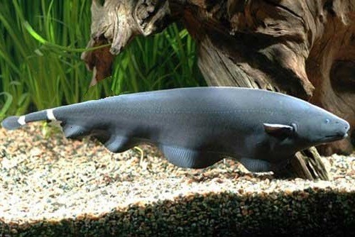 Аптеронотус белокаймовый, черный нож (Apteronotus albifrons ...