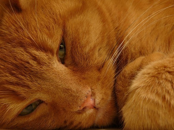 Кормление стареющих кошек | Кормление кошек | PTICHKA.NET - Домашние ...